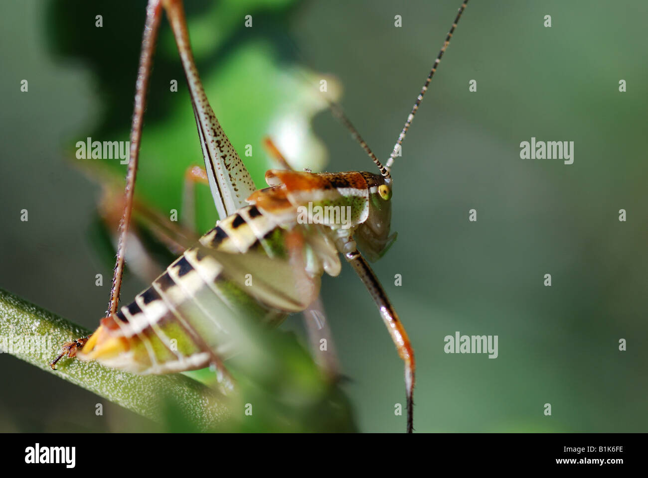 Grasshopper close up Stock Photo - Alamy