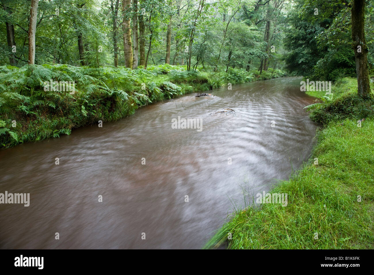 Blackwater river in the New Forest after heavy rain Stock Photo - Alamy