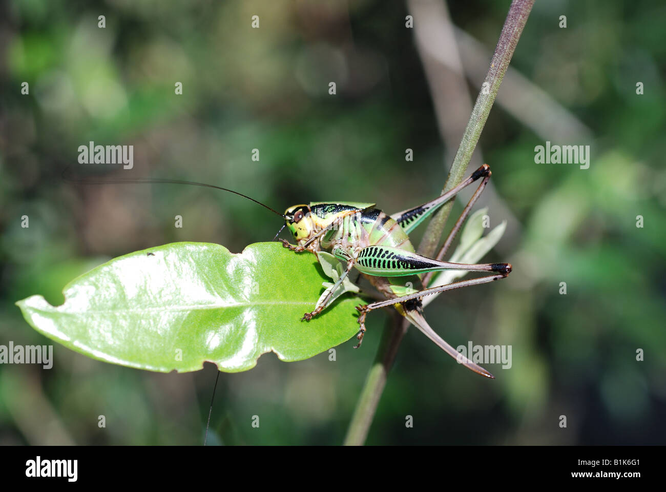 Large green grasshopper sitting on a leaf Stock Photo - Alamy