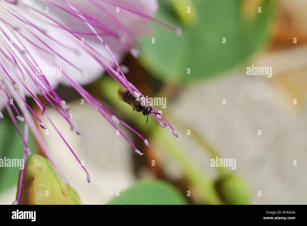 Zoomed animal hi-res stock photography and images - Alamy