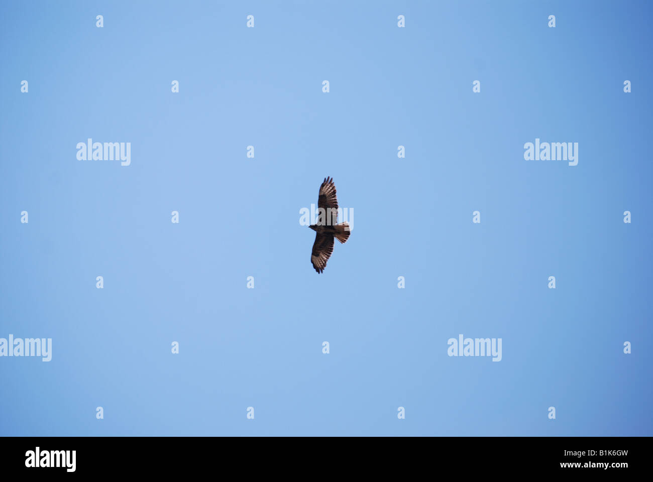 Bird zoomed in flying with sky background Stock Photo - Alamy