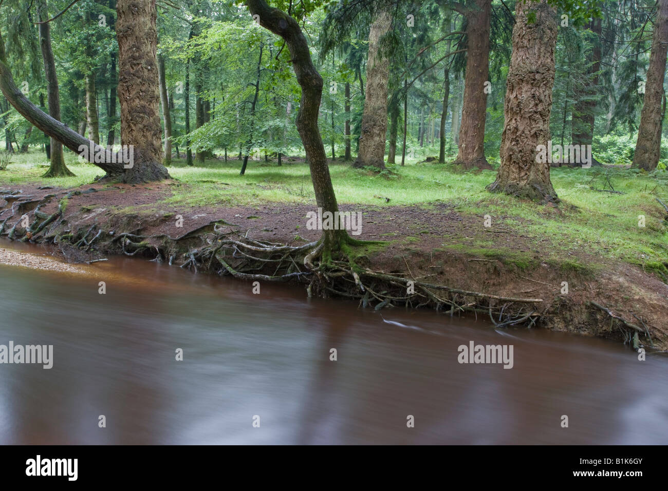 New Forest river after heavy rain Stock Photo - Alamy