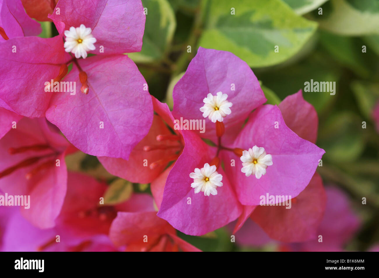 Closeup of Bougainvillea flowers Stock Photo - Alamy