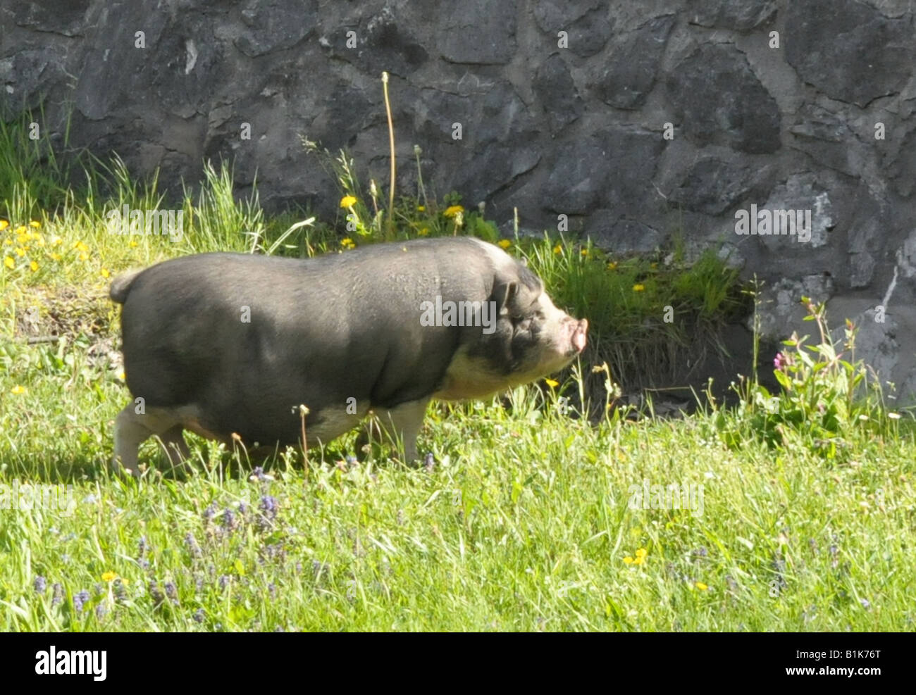 Vietnamese pot-bellied pig Stock Photo - Alamy