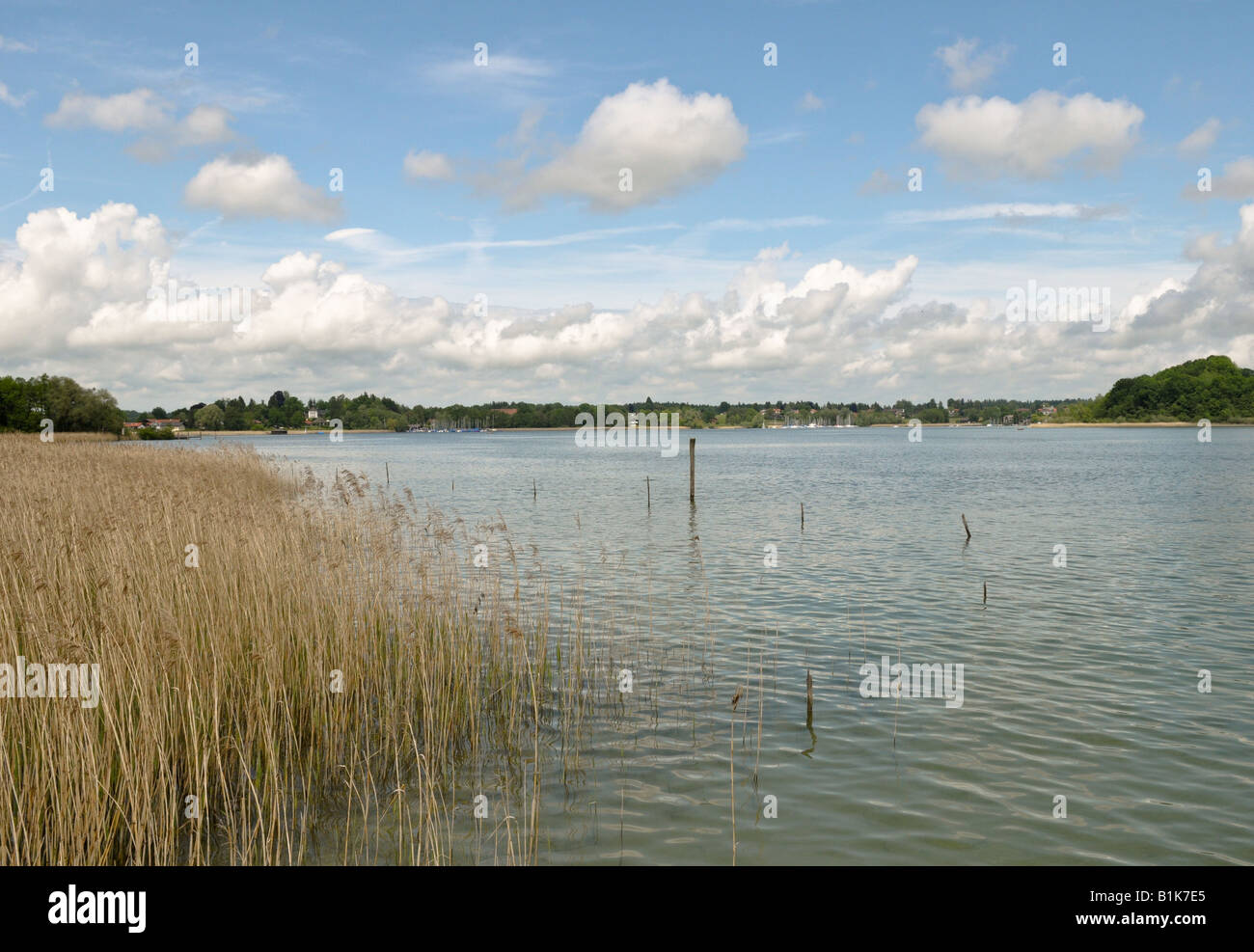 Reed bank on Chiemsee, Bavaria, Germany Stock Photo - Alamy
