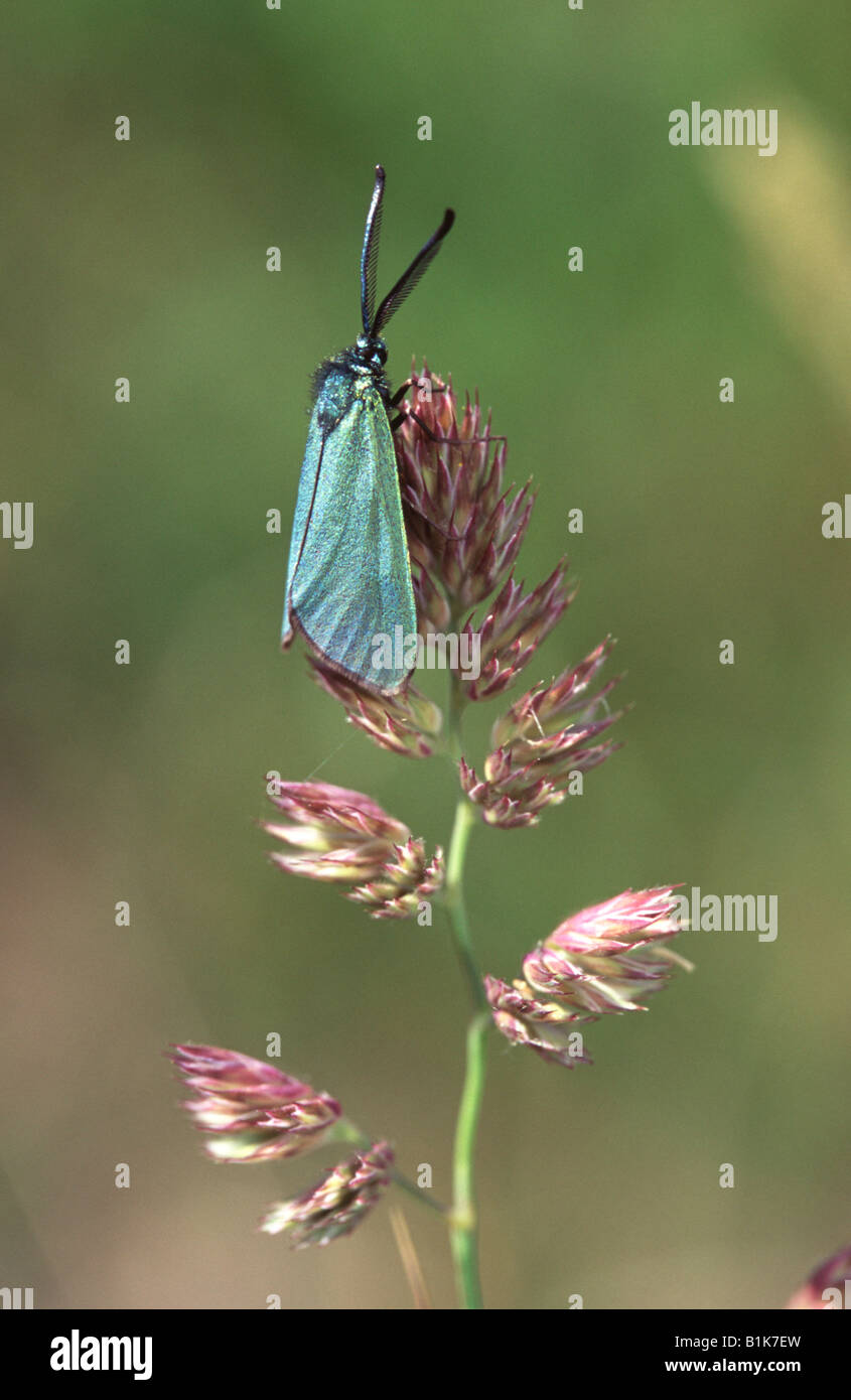 The Forester Moth Stock Photo - Alamy