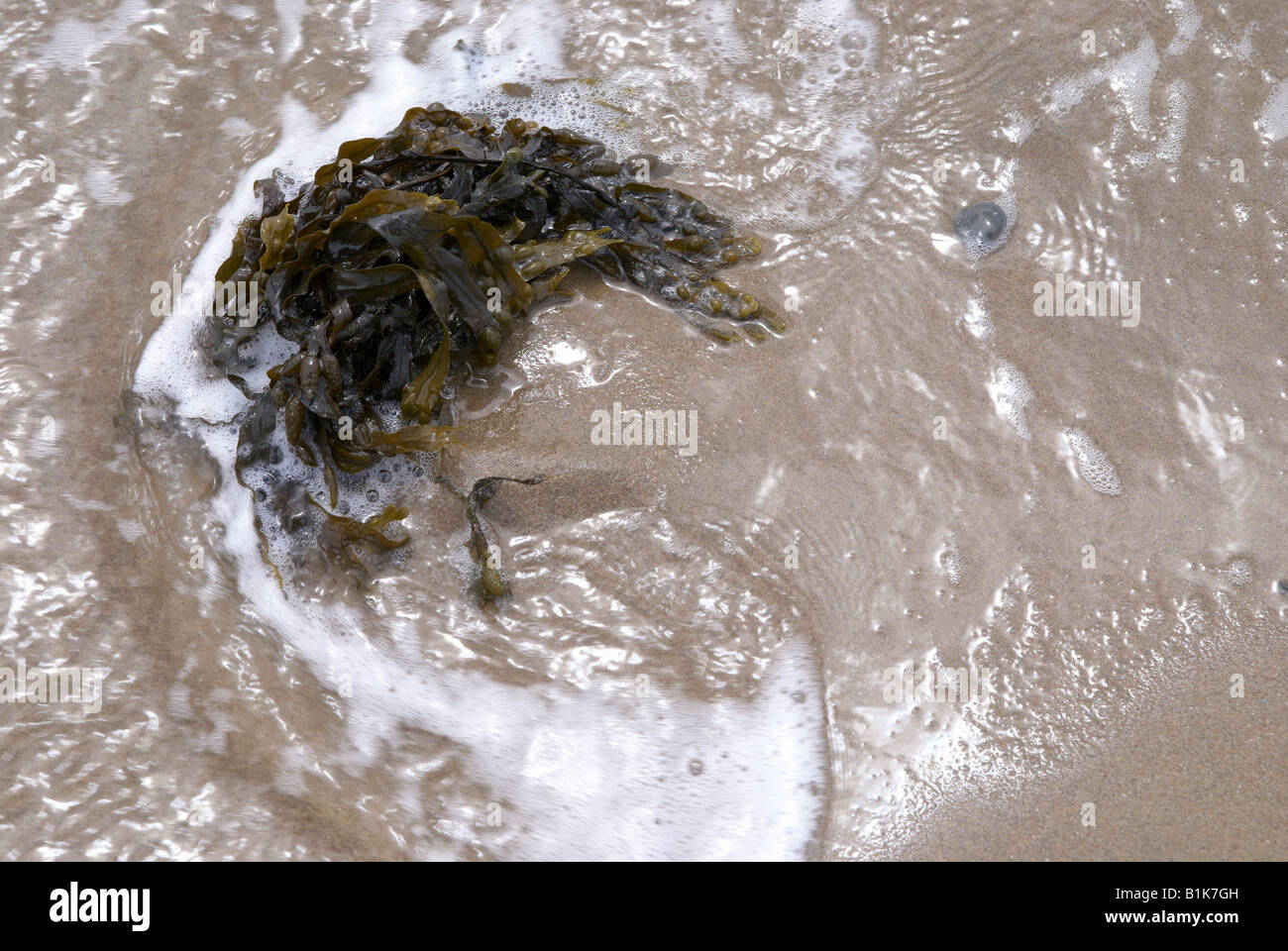 Sea washing around a clump on bladder wrack seaweed on a sandy beach ...