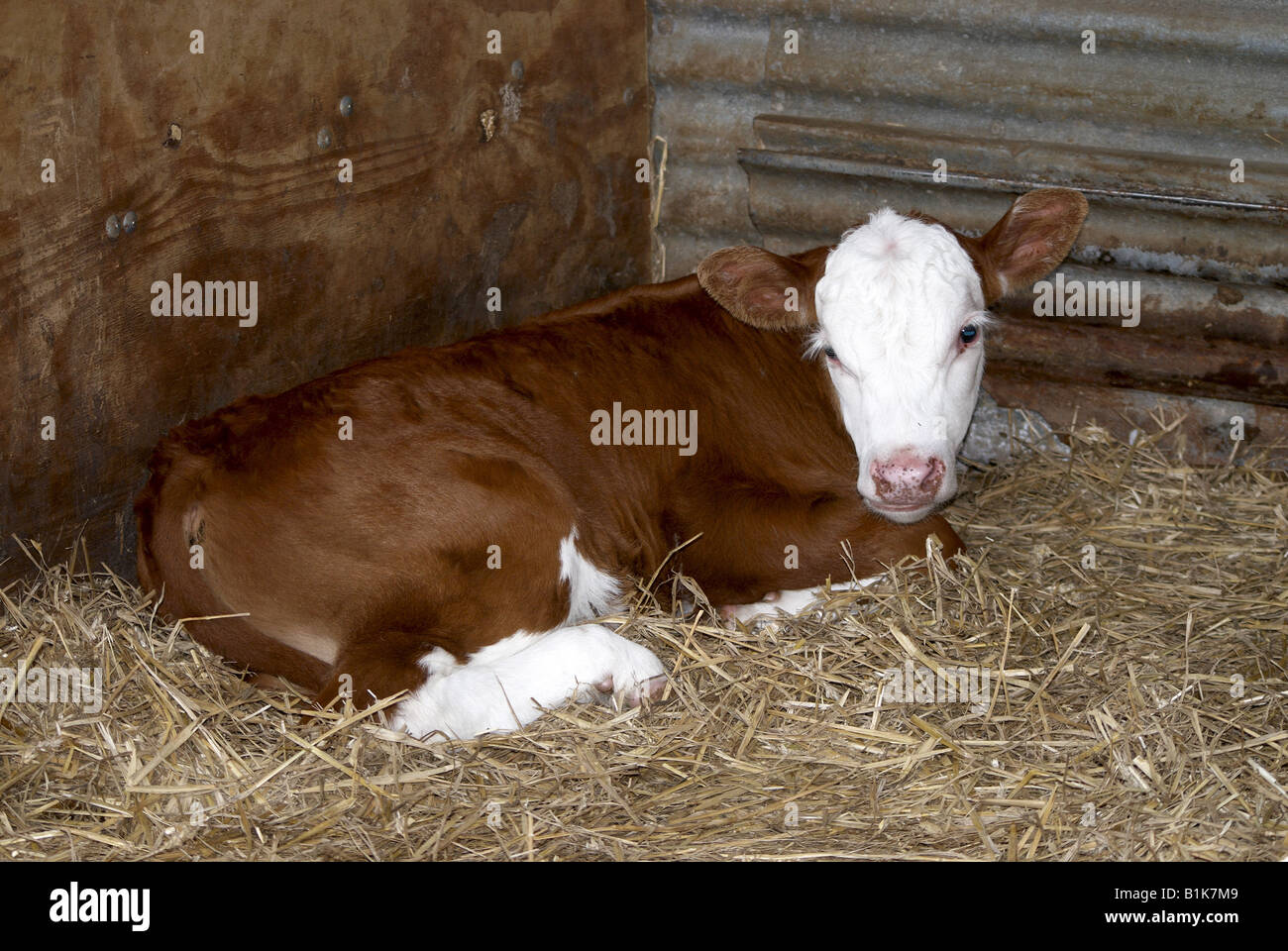 Week old brown and white-face Jersey cross calf in a pen Stock Photo ...