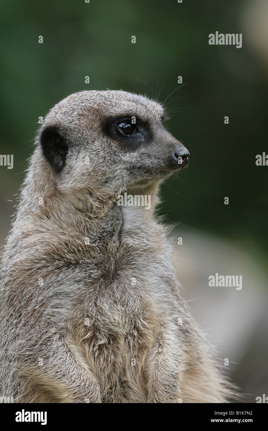 Meerkat Suricata suricatta Stock Photo - Alamy