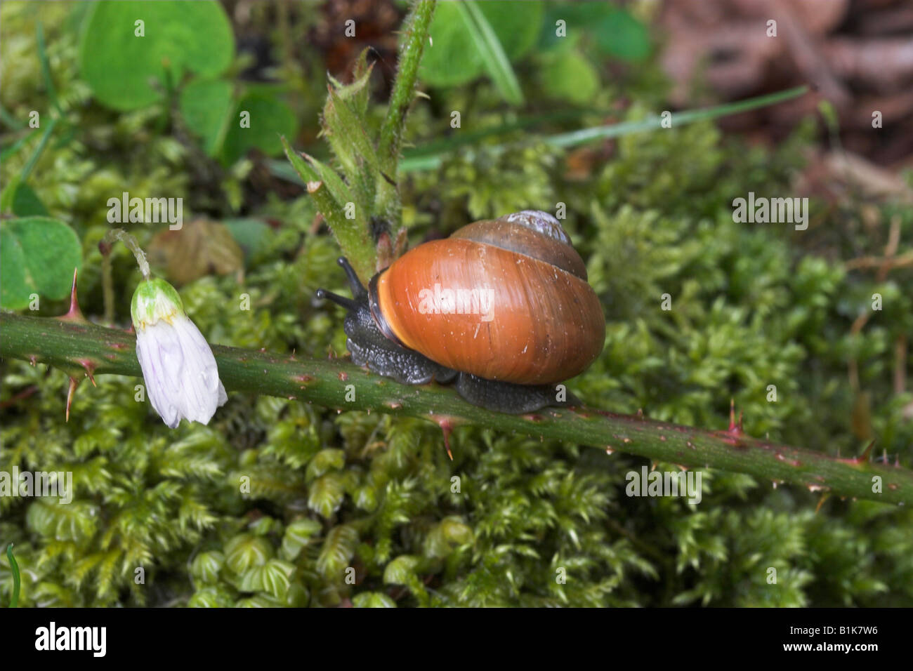 Mollusc wales hi-res stock photography and images - Alamy