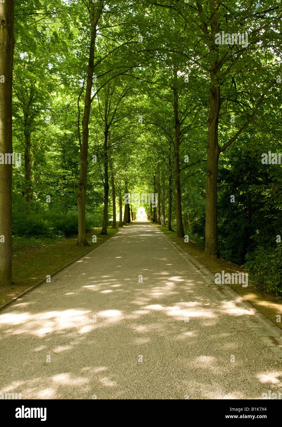 Avenue of trees Stock Photo - Alamy