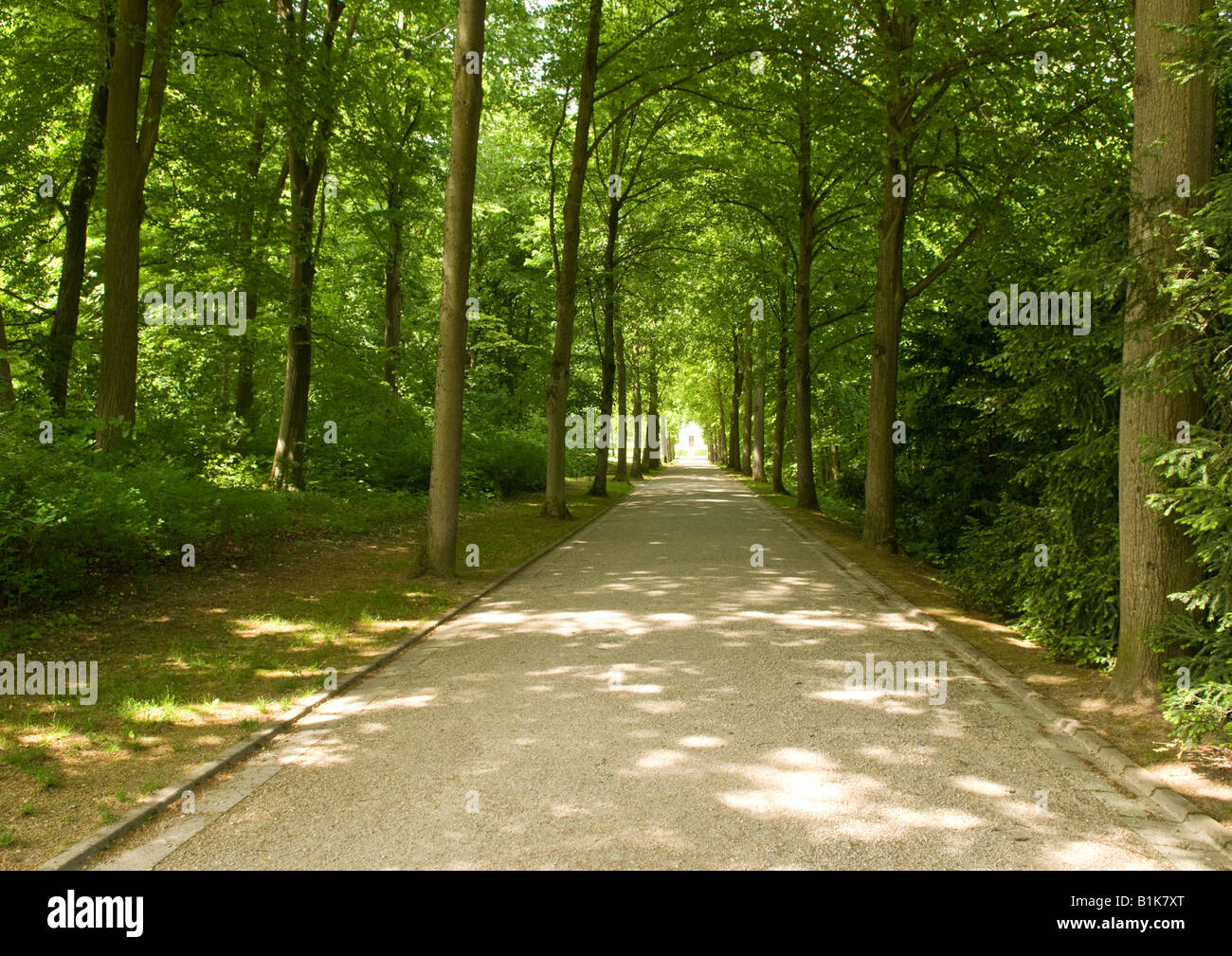 Avenue of trees Stock Photo - Alamy