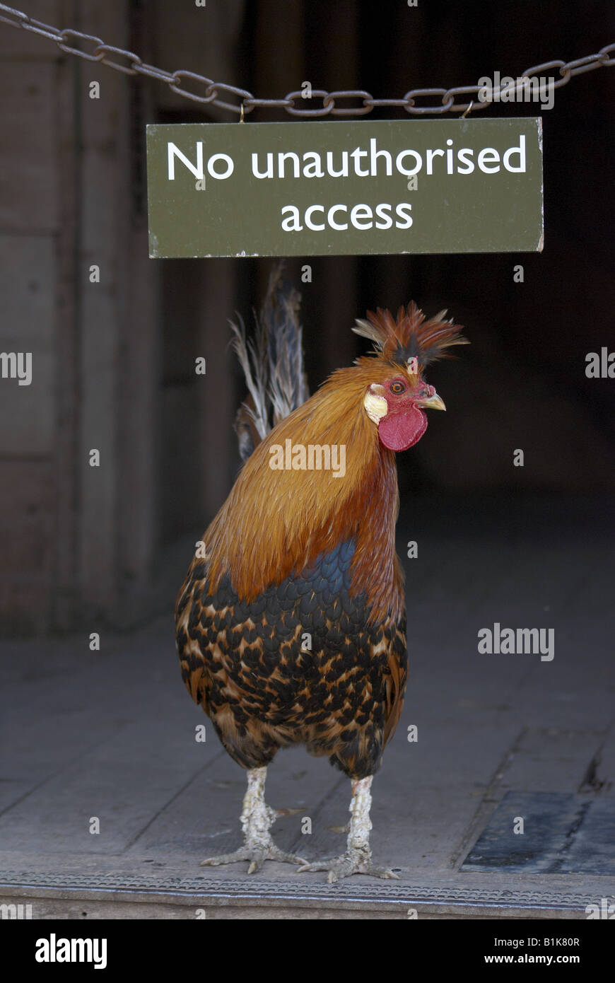 Guard rooster hi-res stock photography and images - Alamy