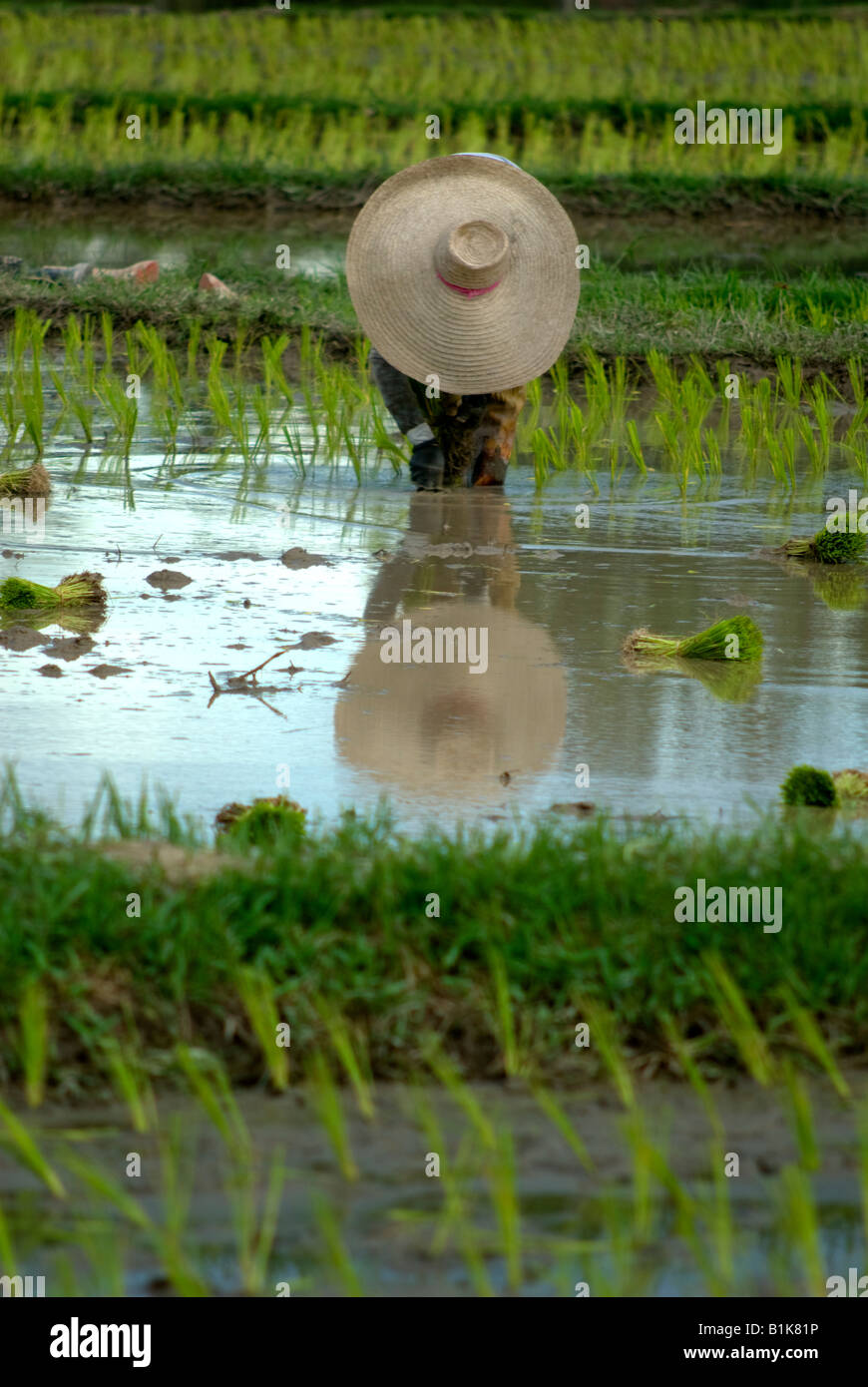 Planting rice in the flooded paddy Stock Photo - Alamy