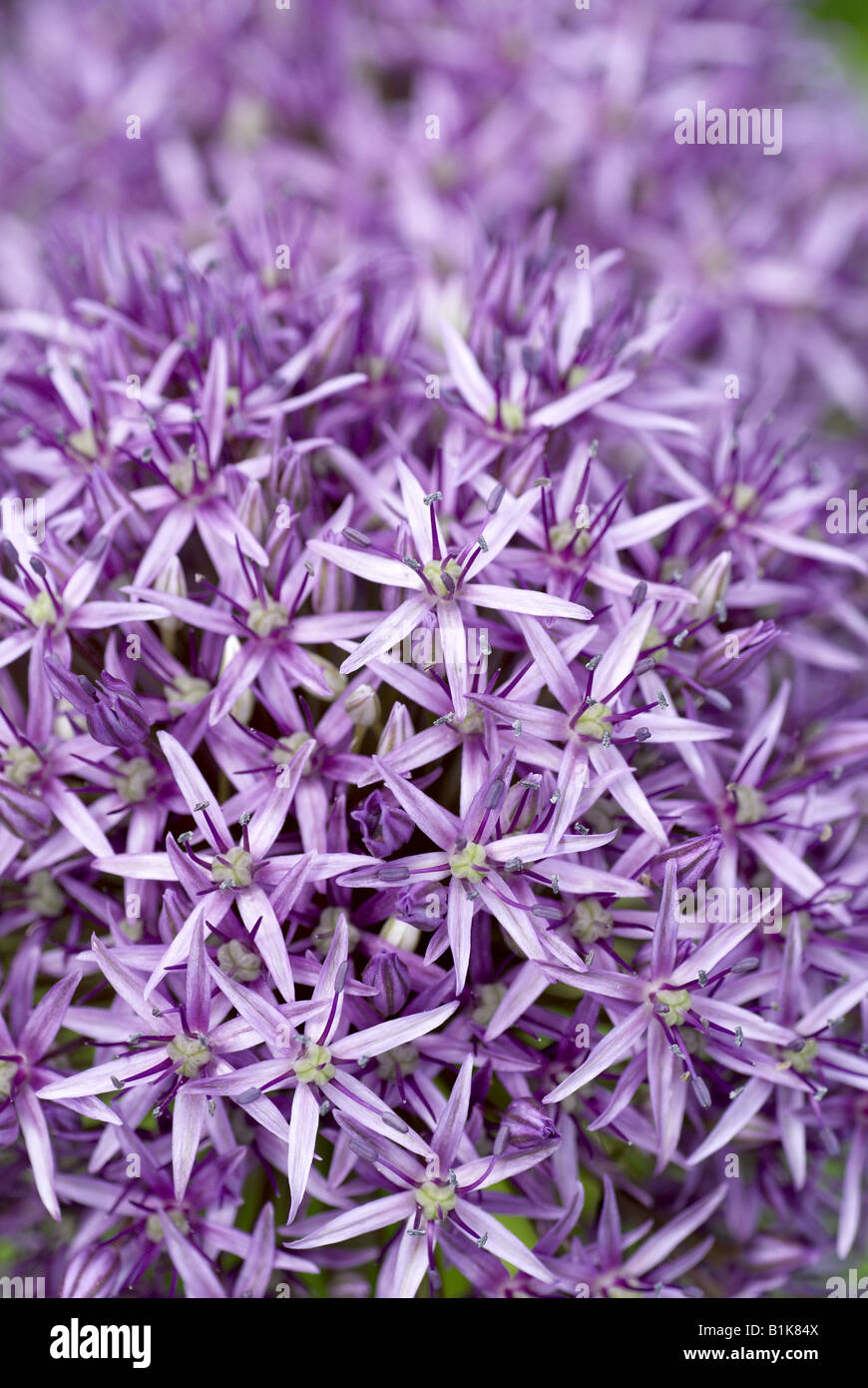 Close up of an allium flower head, cultivar unknown Stock Photo - Alamy