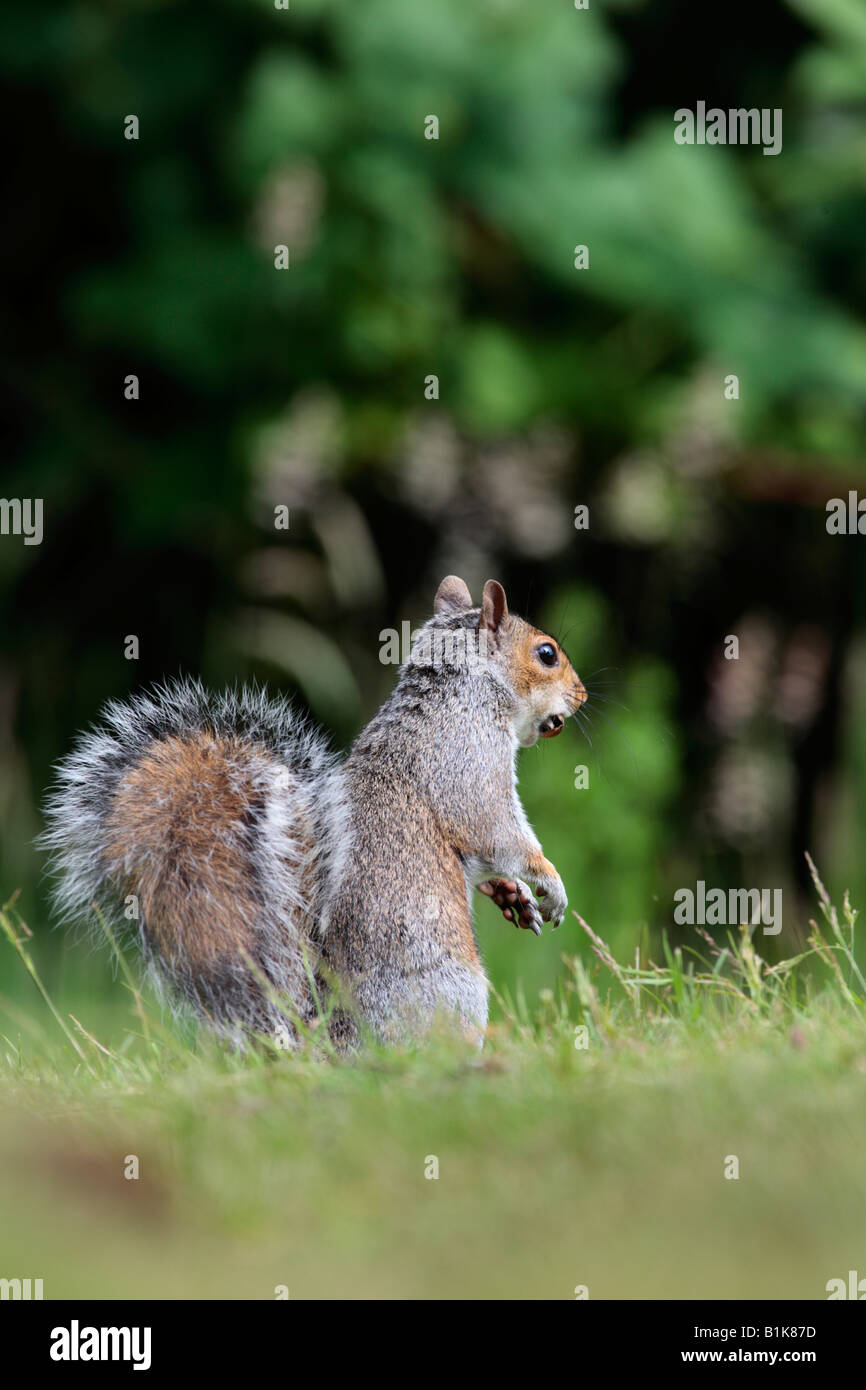 Grey ground squirrel hi-res stock photography and images - Alamy