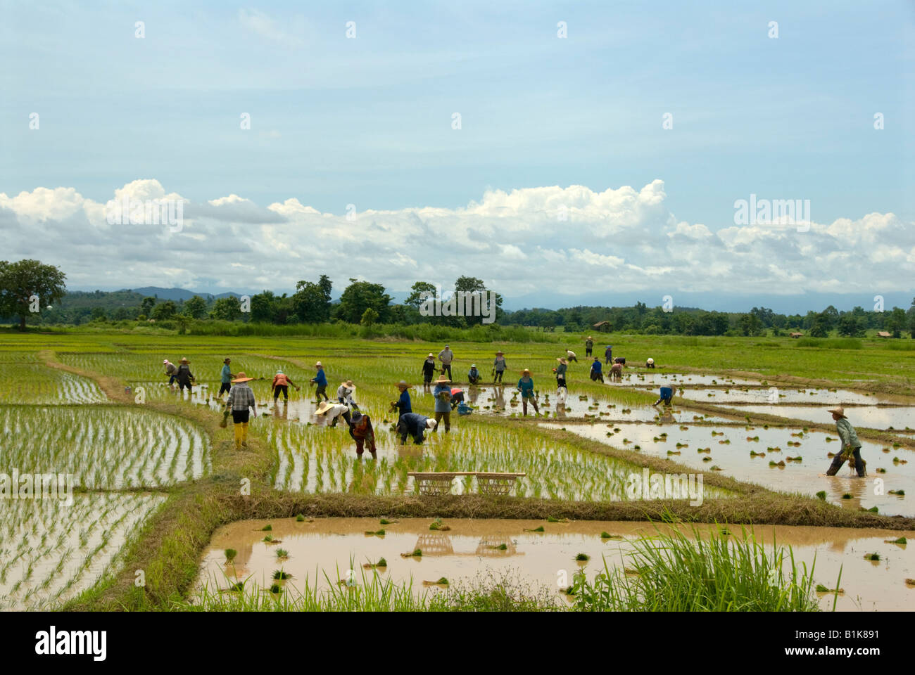 Planting rice in flooded paddy fields Stock Photo - Alamy