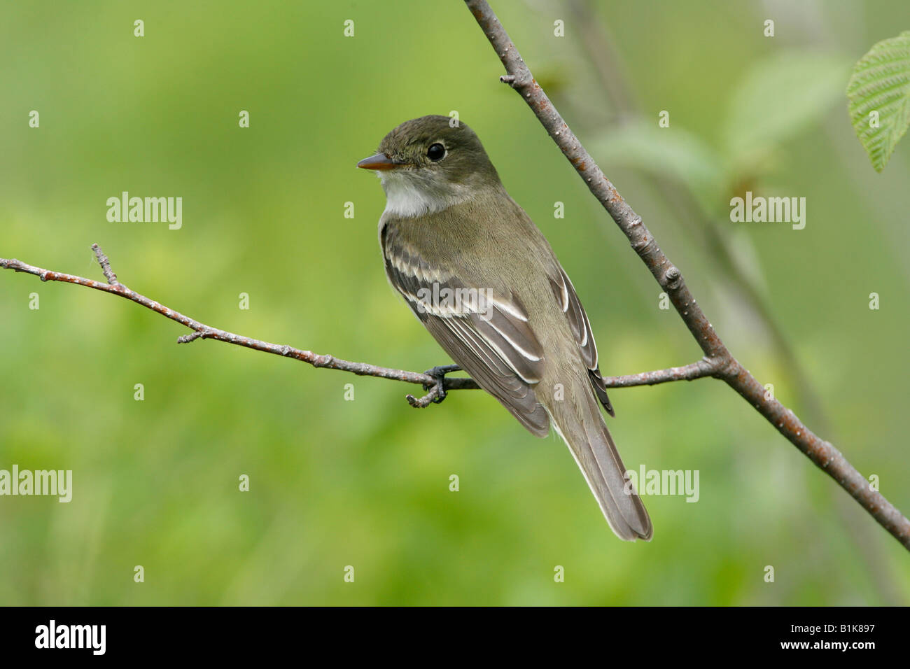 Alder Flycatcher perched in Alder Tree Stock Photo - Alamy