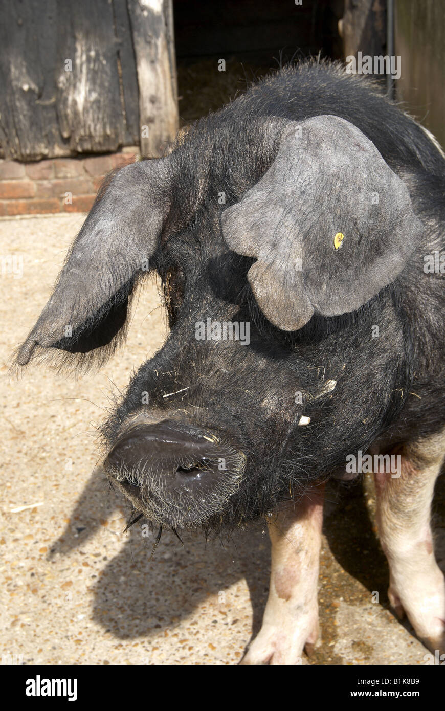 Pig believed to be a cross between a Middle White and a Large Black or ...