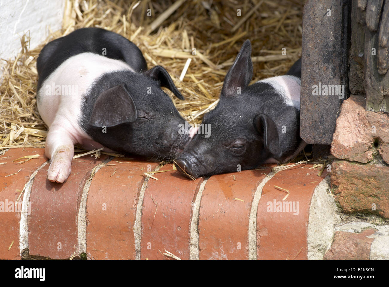 Two saddle-back piglets about 2 weeks old asleep at the door of their ...