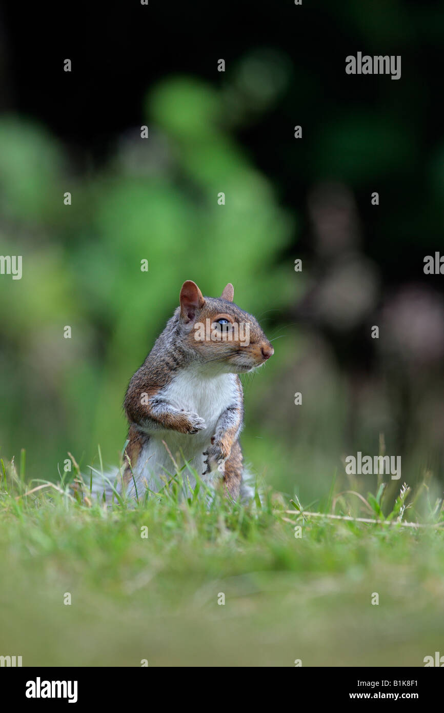 Grey ground squirrel hi-res stock photography and images - Alamy