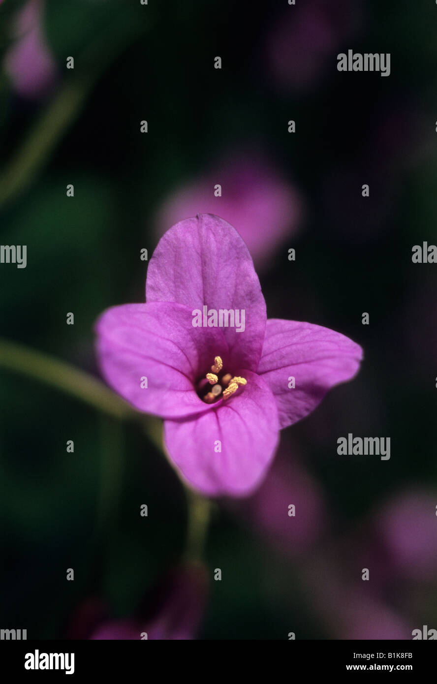 toothwort , Dentaria glandulosa Stock Photo - Alamy