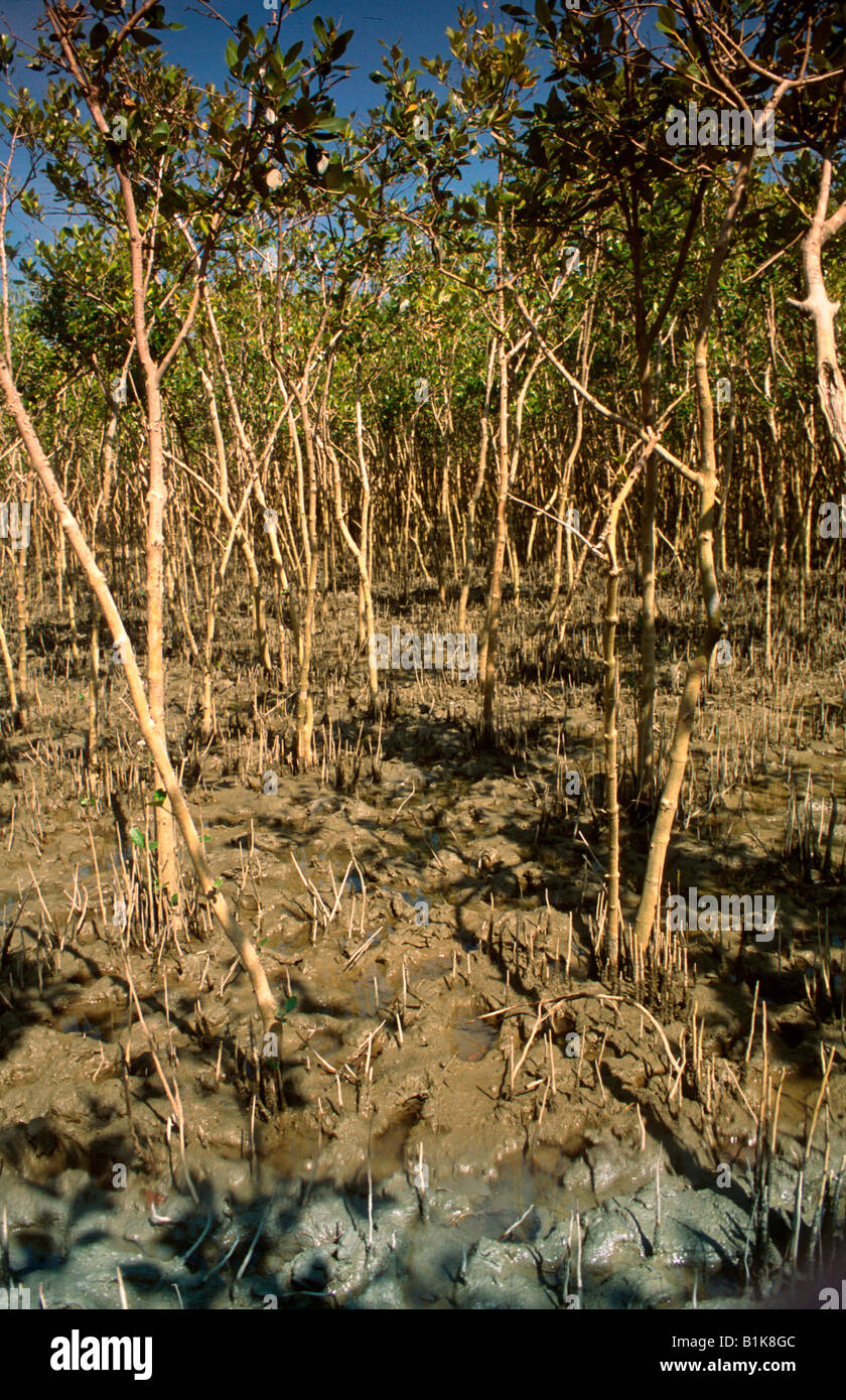Swamp salt hi-res stock photography and images - Alamy