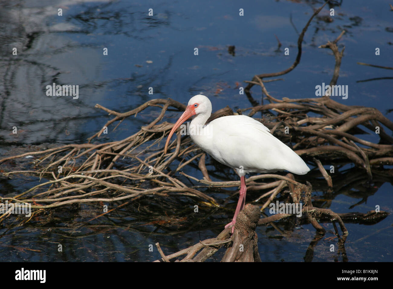 American white ibis in its natural habitat in the wetlands of Florida ...