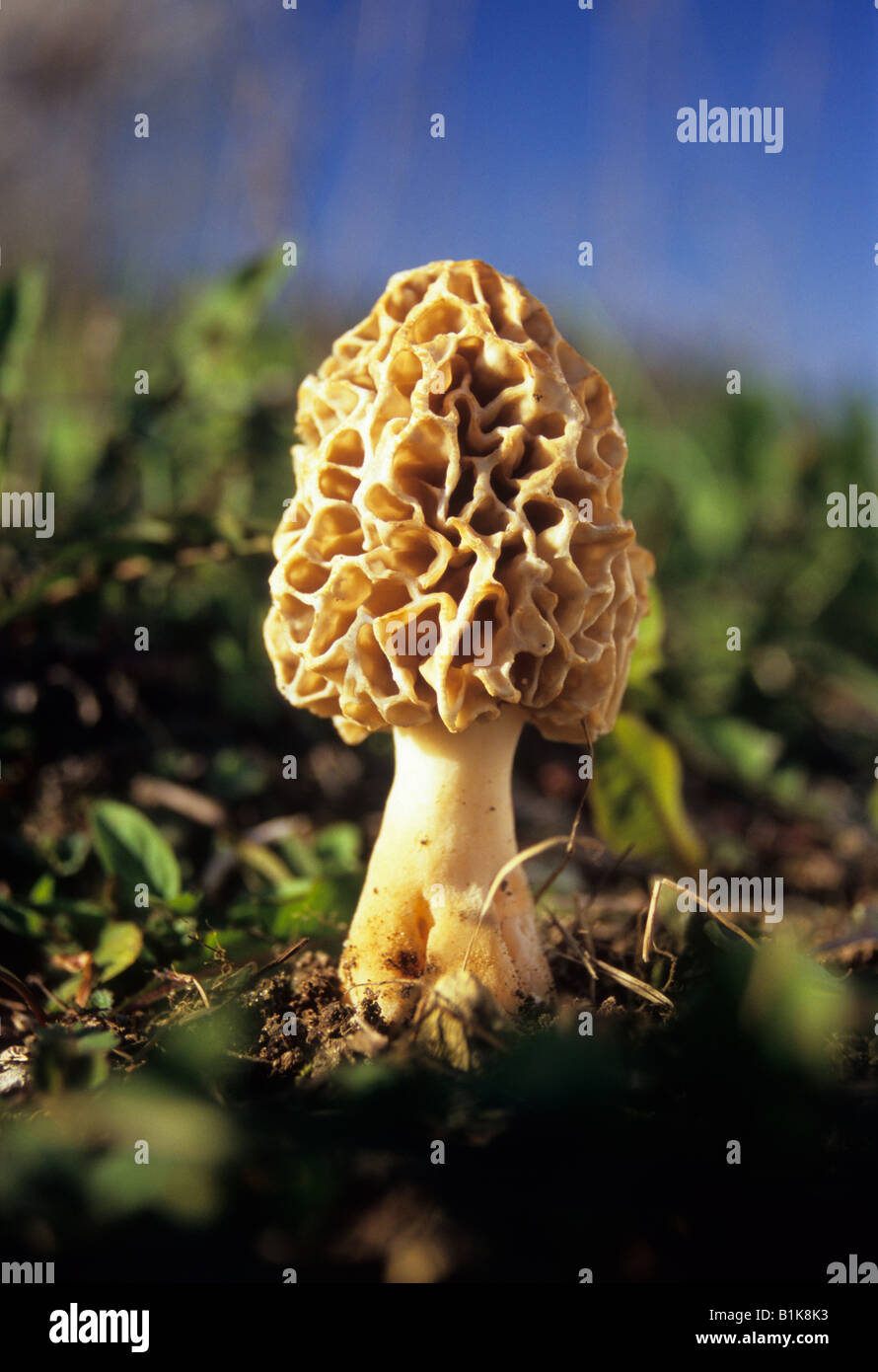 Morchella esculenta Morel Fungus Stock Photo - Alamy