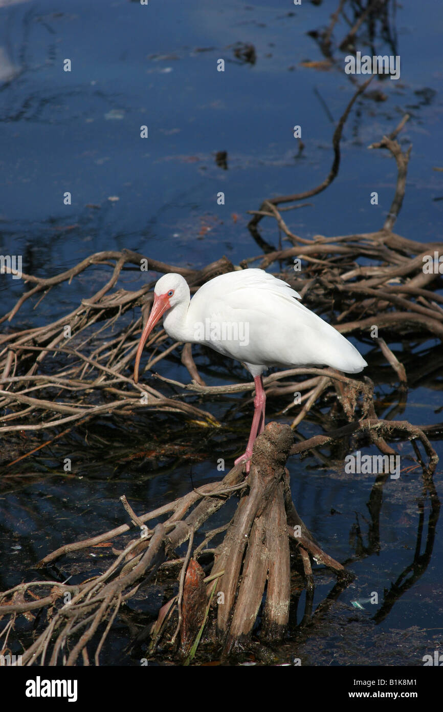 American white ibis in its natural habitat in the wetlands of Florida ...