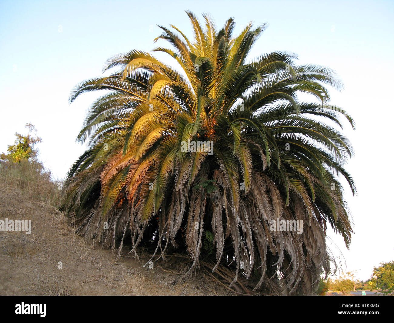 Tree no leaves on hillside hi-res stock photography and images - Alamy