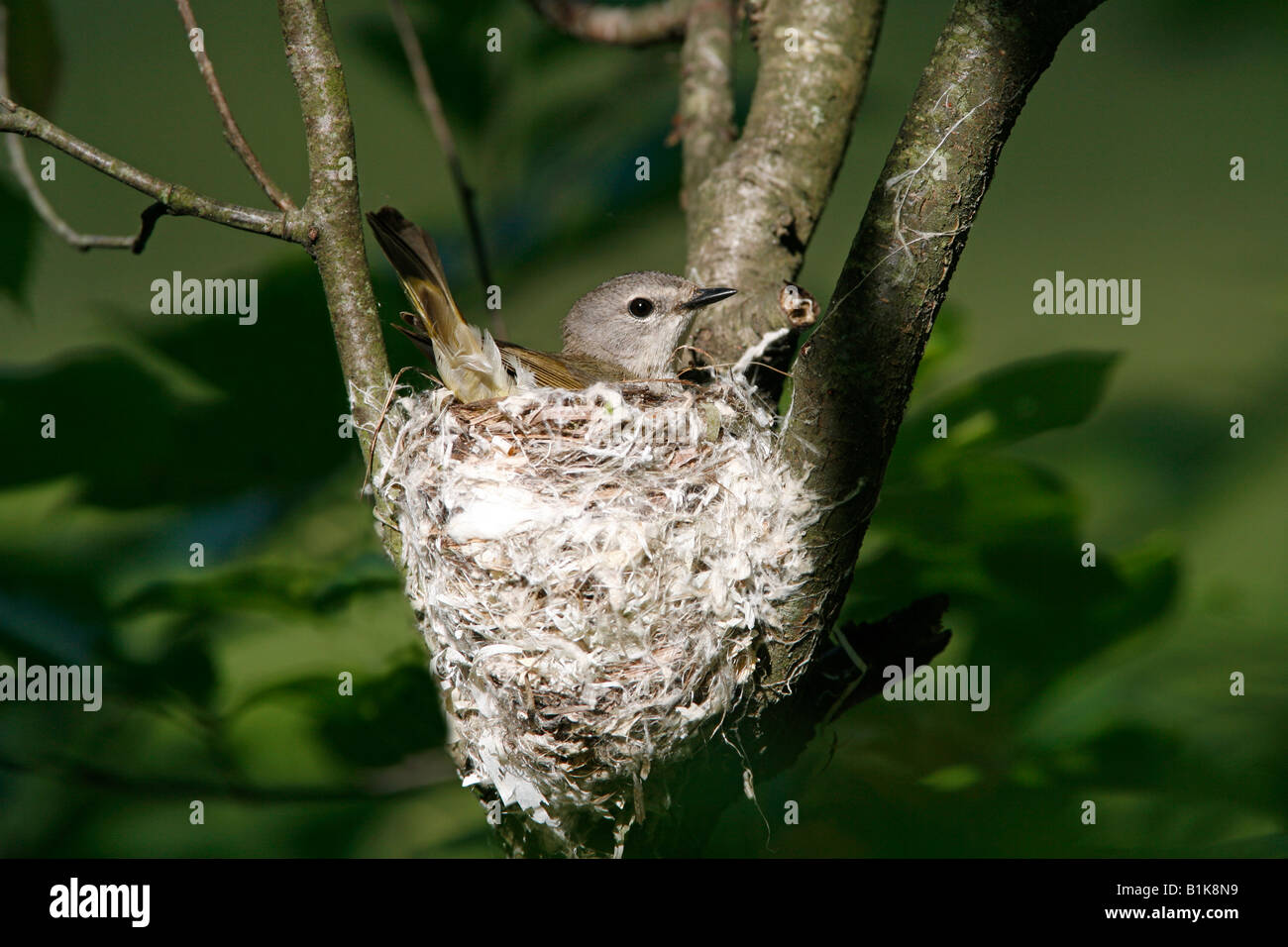 Female american redstart on nest hi-res stock photography and images ...