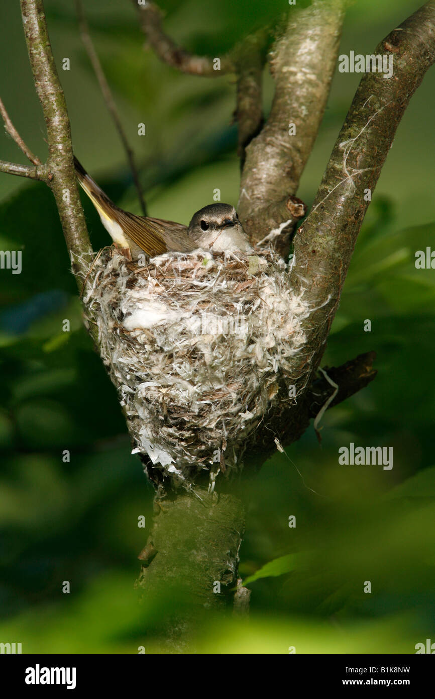 American redstart hi-res stock photography and images - Alamy