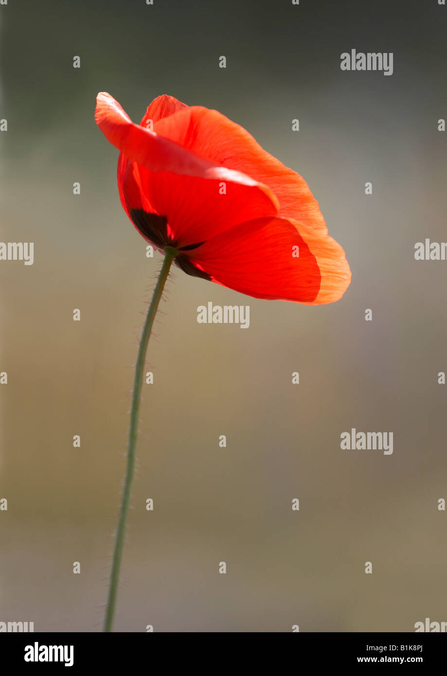 Backlit backlighting hi-res stock photography and images - Alamy