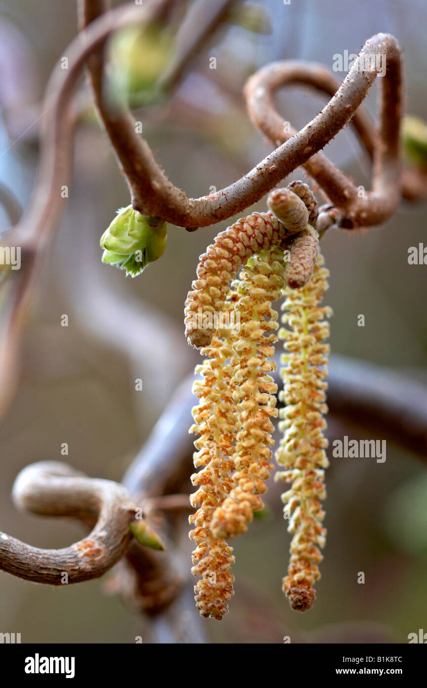 Contorted hazel catkins hi-res stock photography and images - Alamy