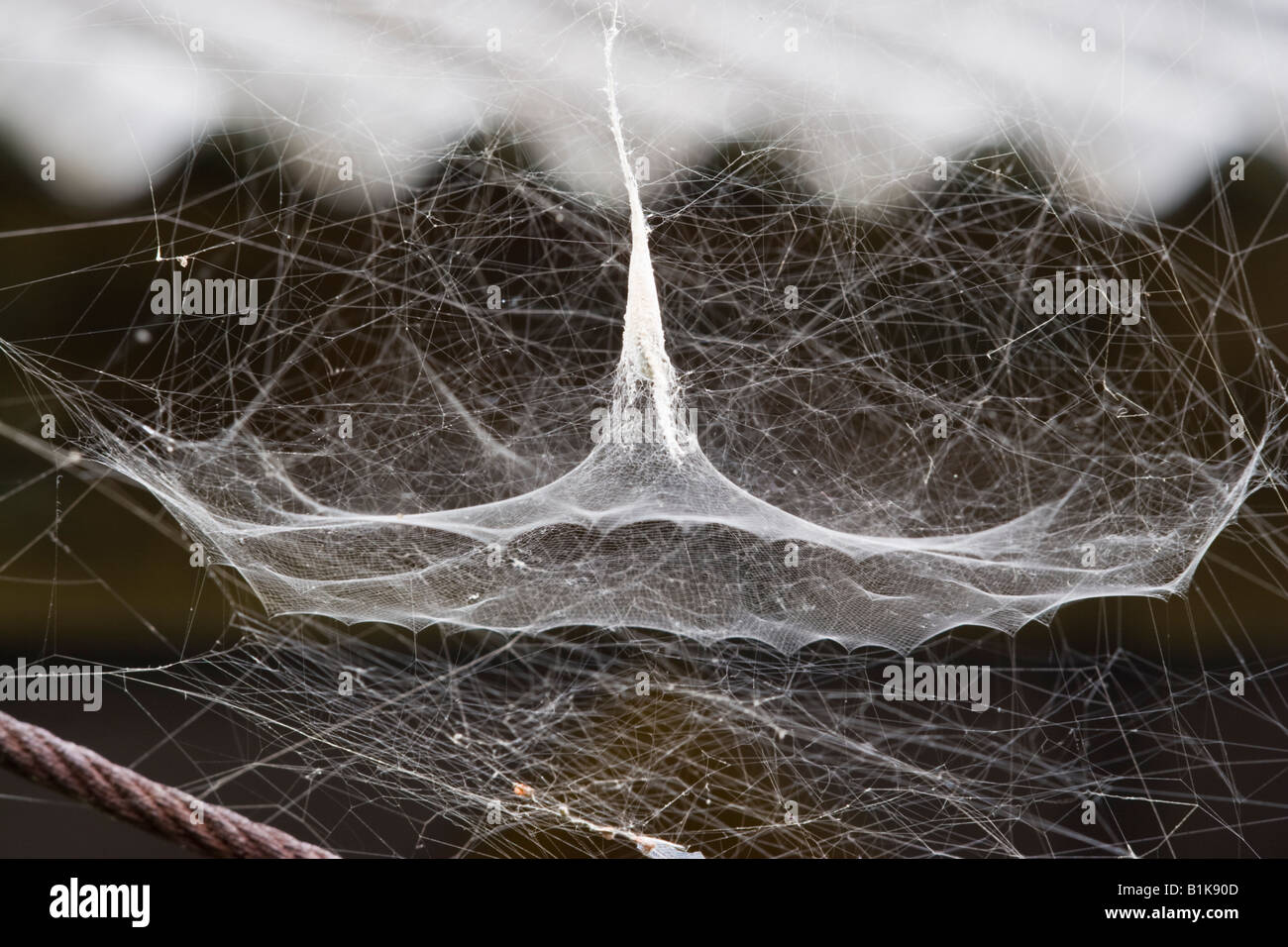 Spider web FRIM Malaysia in shape of a funnel Stock Photo - Alamy