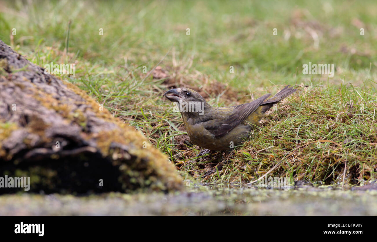 Crossbill Loxia curvirostra at pond drinking Potton Bedfordshire Stock ...