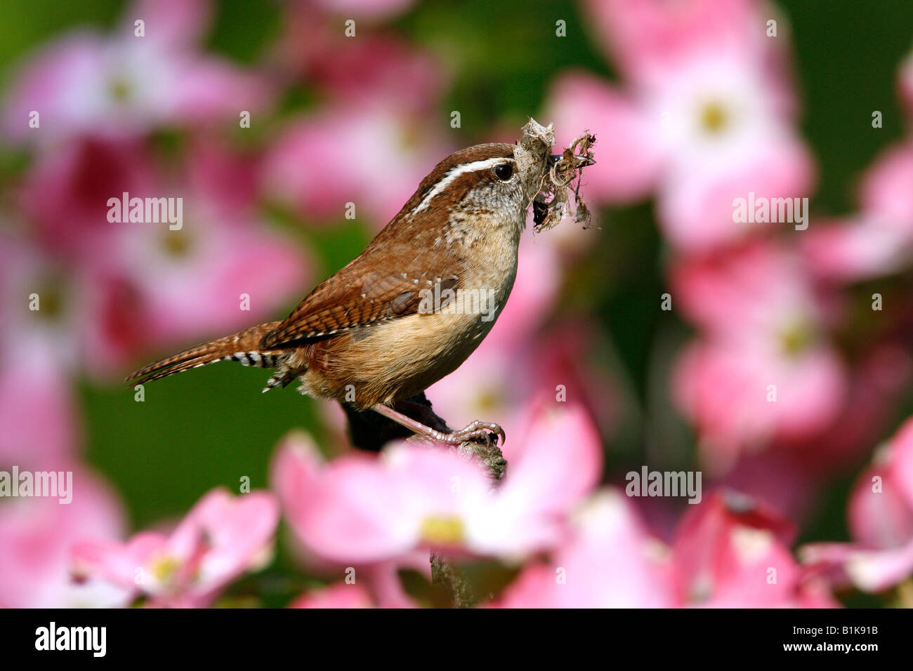 Wrens nest hi-res stock photography and images - Alamy