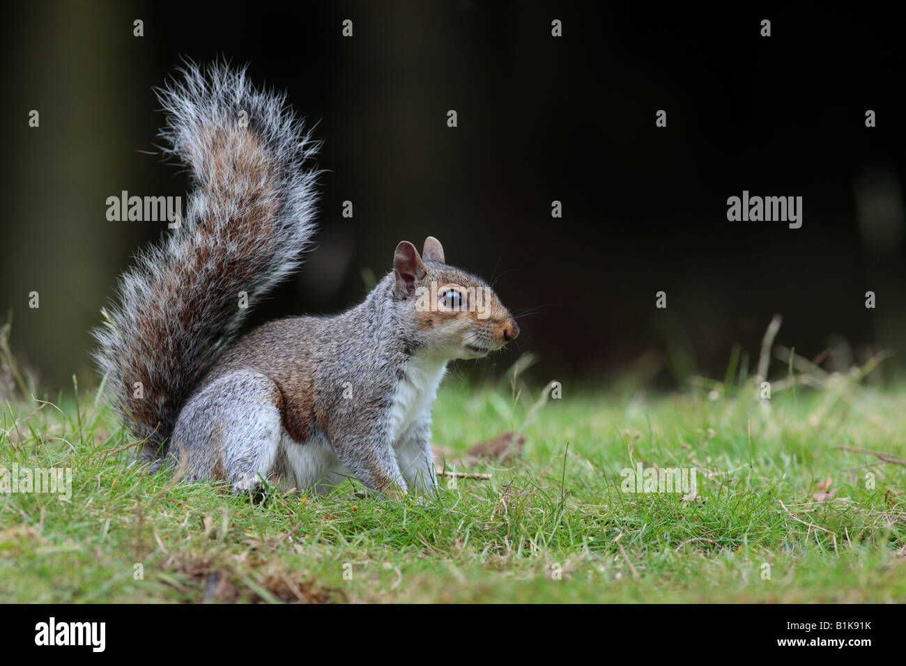 Grey ground squirrel hi-res stock photography and images - Alamy
