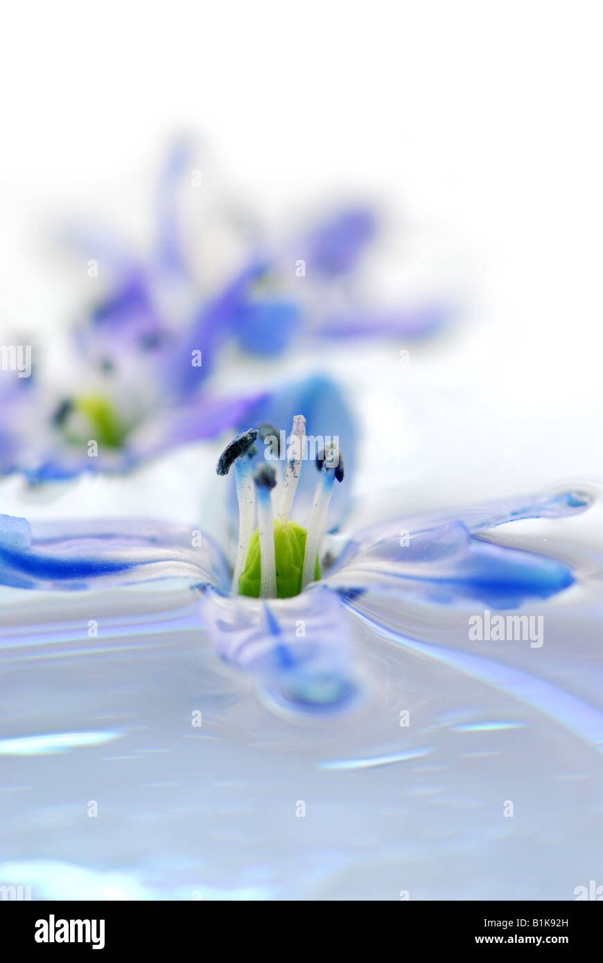 Blue flowers floating in water extreme macro Stock Photo - Alamy