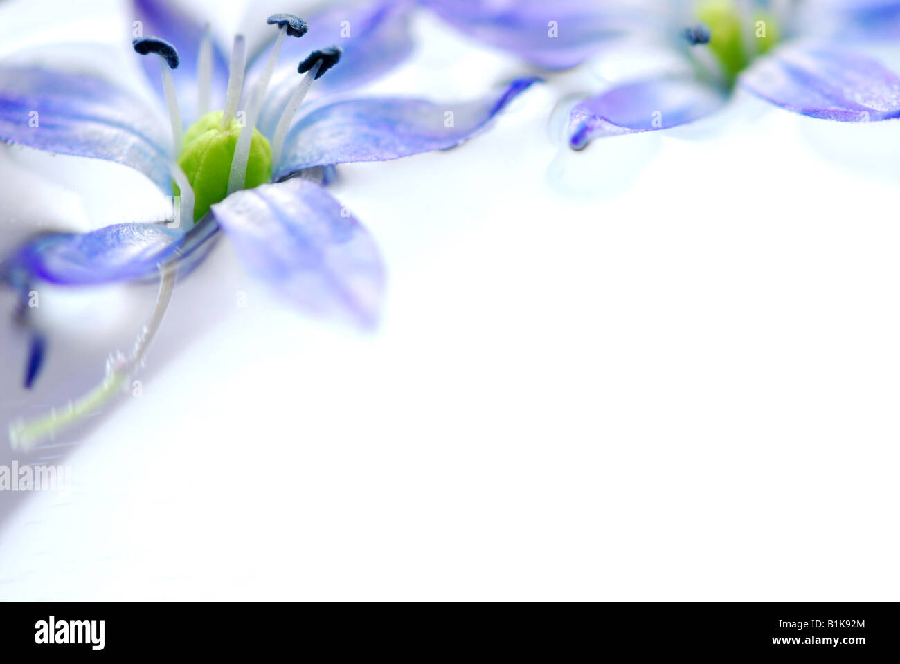 Blue flowers floating in water extreme macro Stock Photo - Alamy
