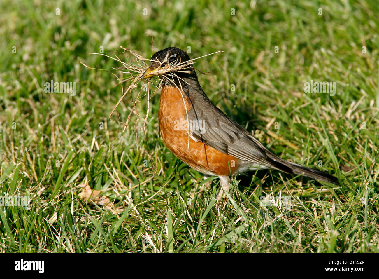 American Robin Gathering Nest Material Stock Photo - Alamy
