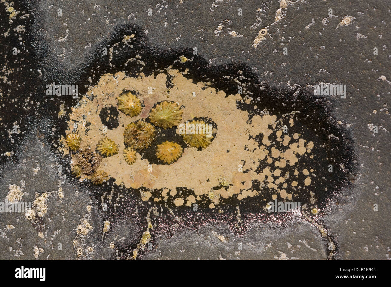 Limpets in a small rock pool Stock Photo - Alamy