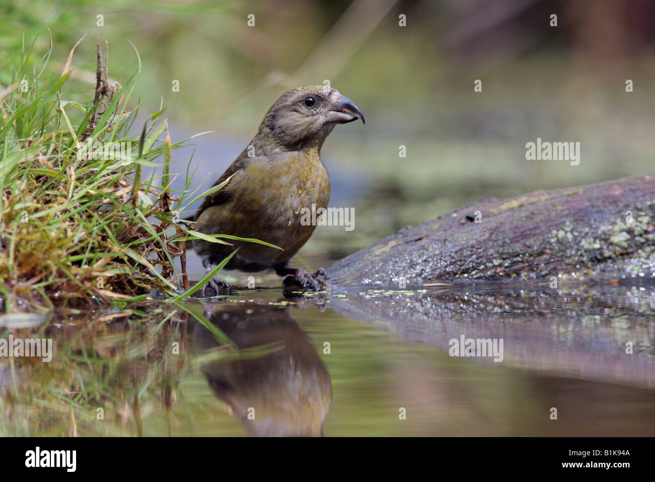 Crossbill Loxia curvirostra at pond drinking Potton Bedfordshire Stock ...