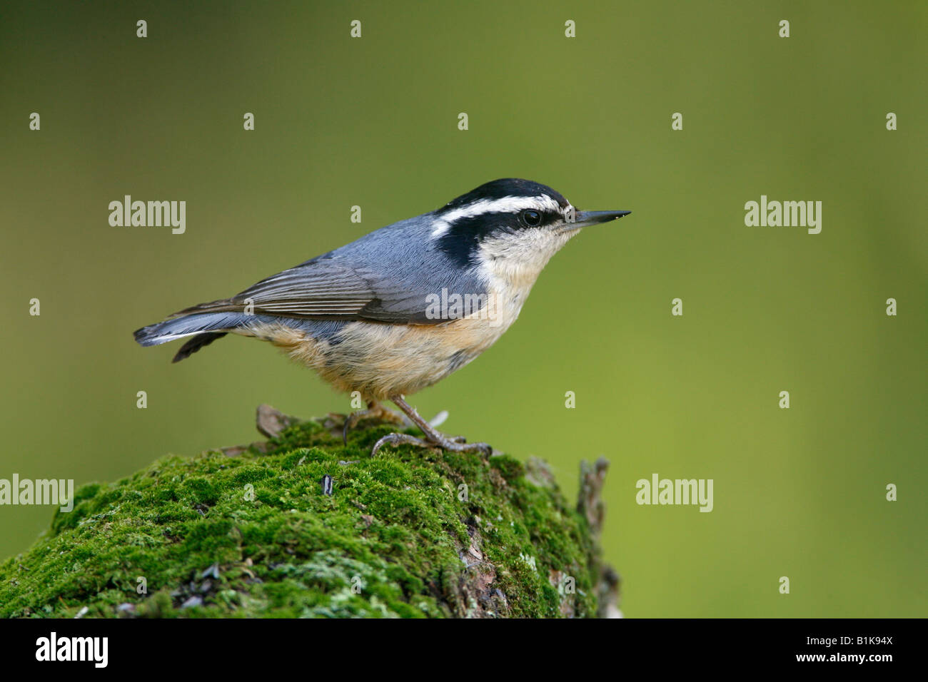 Red Breasted Nuthatch High Resolution Stock Photography and Images - Alamy