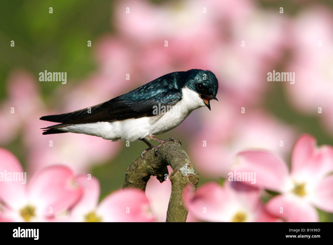 Swallows birds hi-res stock photography and images - Alamy