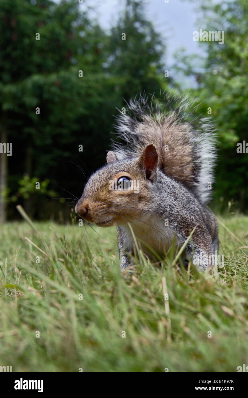 Grey ground squirrel hi-res stock photography and images - Alamy