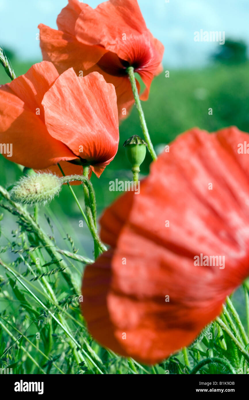common poppy corn poppy red poppy Papaver rhoeas single blossom ...