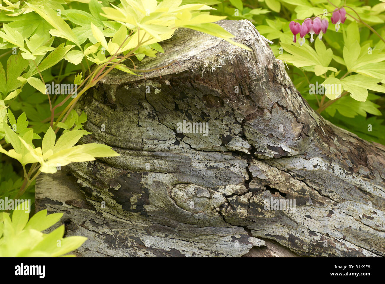 Rotting tree stump surrounded by green leaves of a shrub. The bark is ...