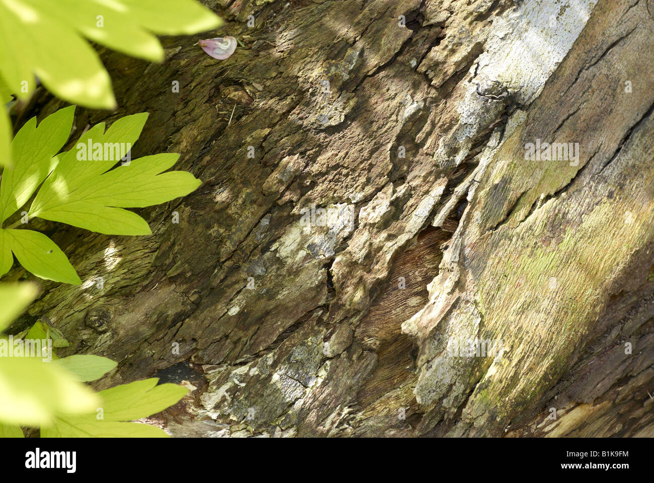 Rotting tree stump surrounded by green leaves of a shrub. The bark is ...